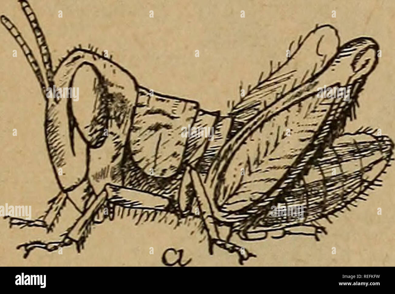 . Common injurious insects of Kansas. Insect pests. INSECTS ATTACKING ...