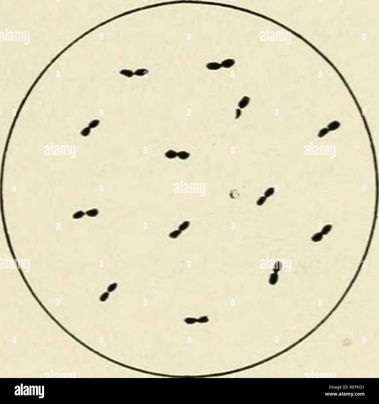 Fowl cholera hi-res stock photography and images - Alamy