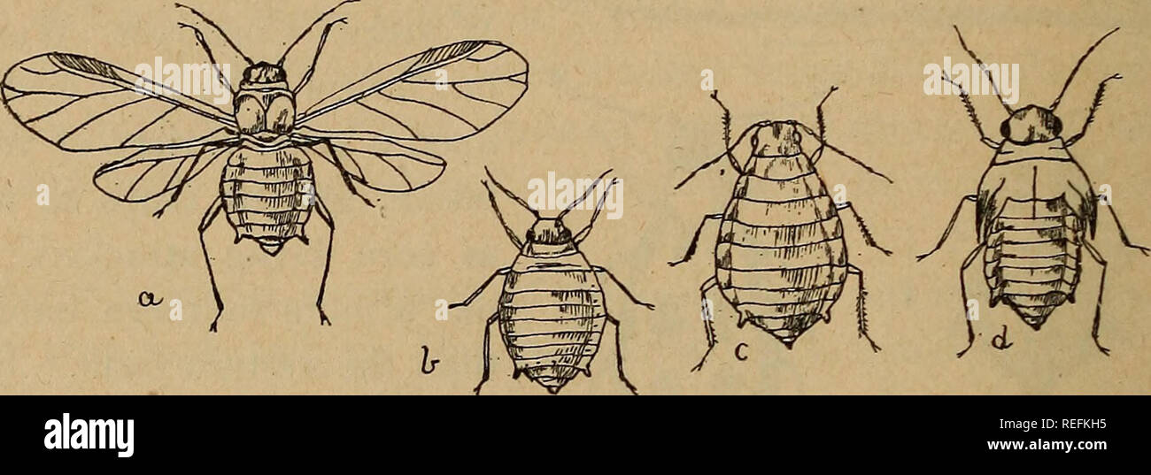 . Common injurious insects of Kansas. Insect pests. 20 INJURIOUS ...