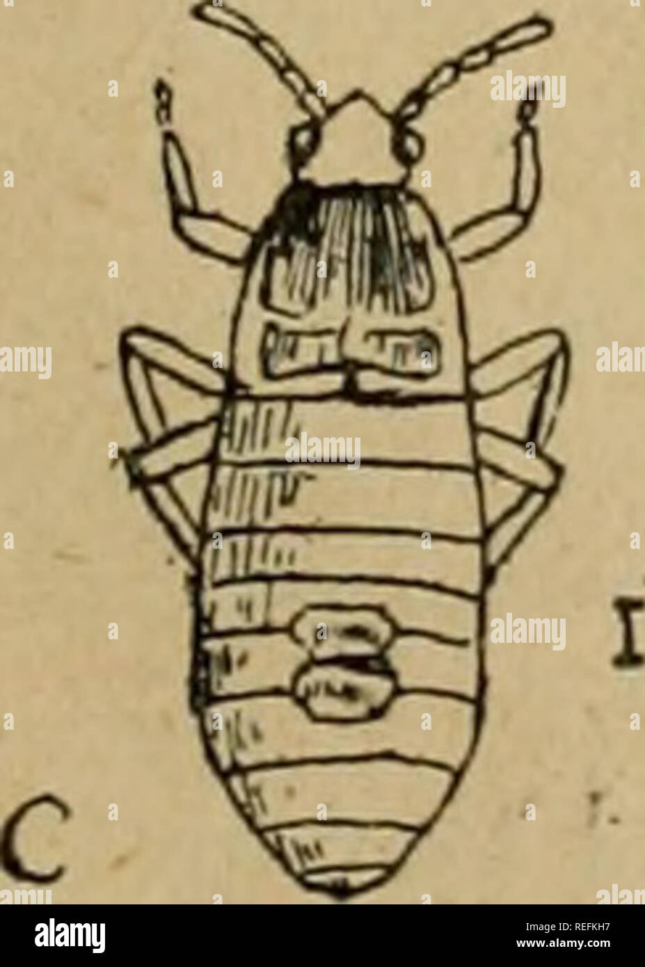 Insect pests kellogg hi-res stock photography and images - Alamy