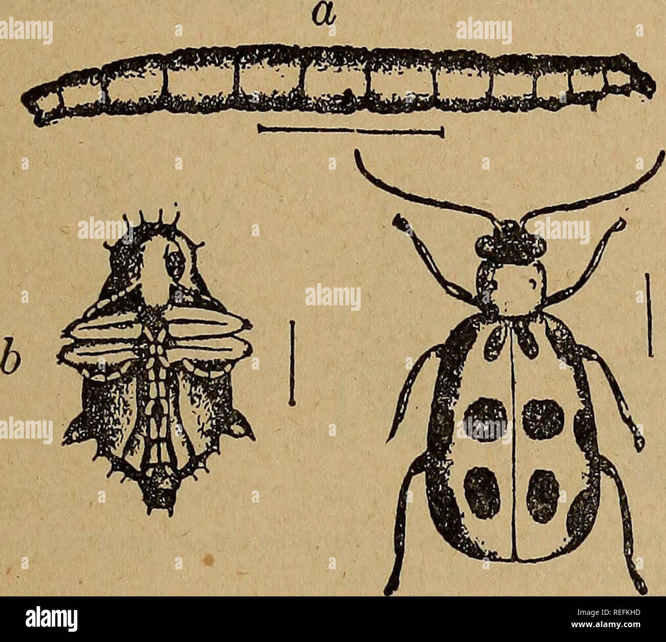 . Common injurious insects of Kansas. Insect pests. INSECTS ATTACKING ...