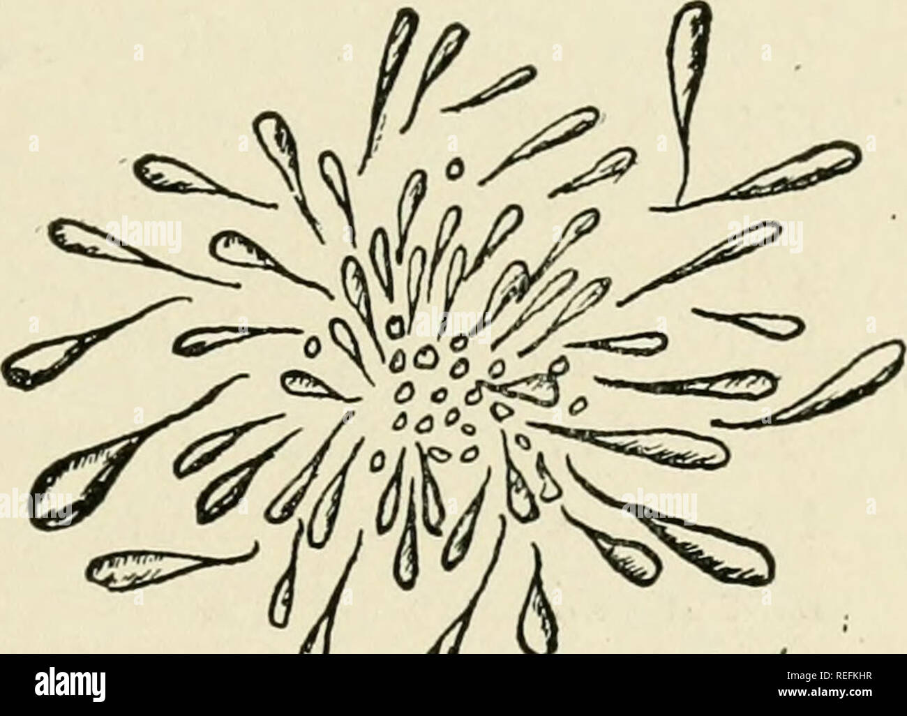 Lumpy jaw disease hi-res stock photography and images - Alamy