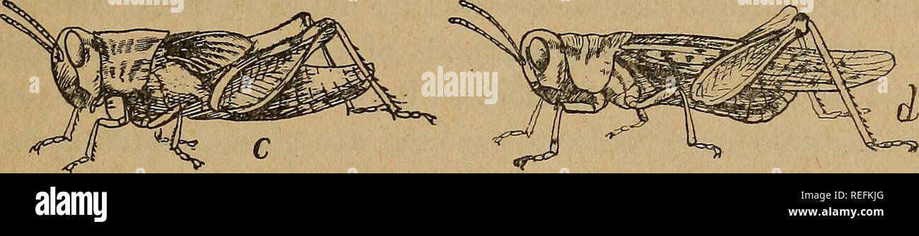 . Common injurious insects of Kansas. Insect pests. Fig. 6. Eocky ...