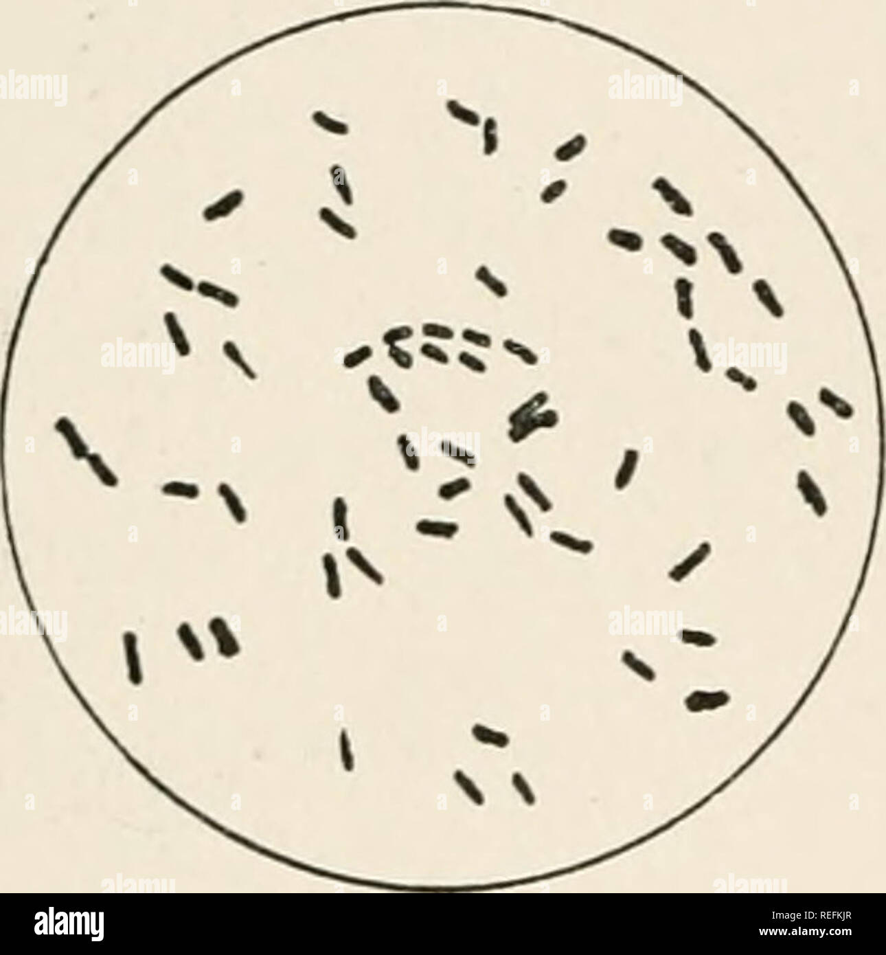 Nasal Mucous Membrane High Resolution Stock Photography and Images - Alamy