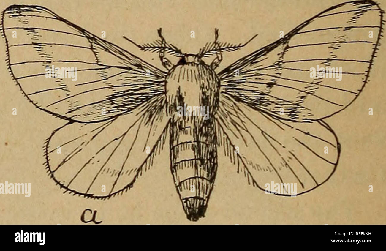 . Common injurious insects of Kansas. Insect pests. goes, but from them ...