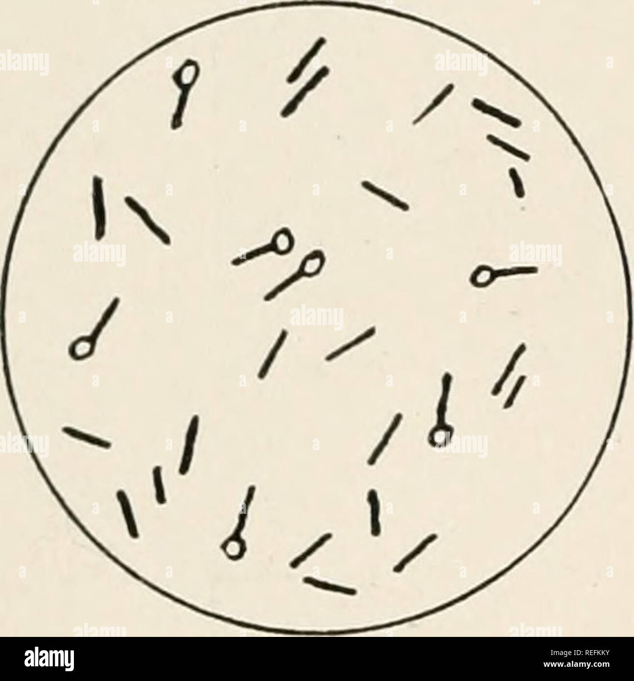 . Common diseases of farm animals. Veterinary medicine. 306 INFECTIOUS ...