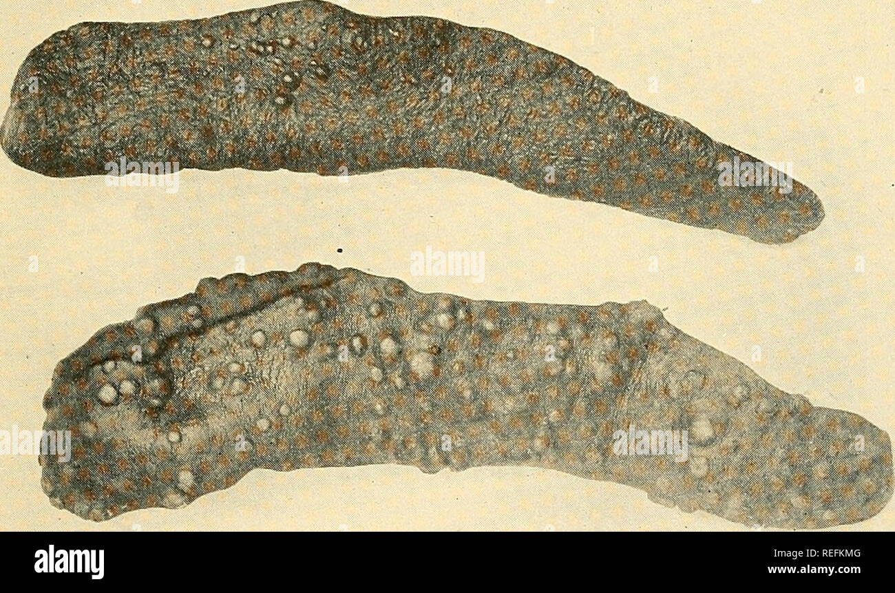. Common diseases of farm animals. Veterinary medicine. TUBERCULOSIS ...