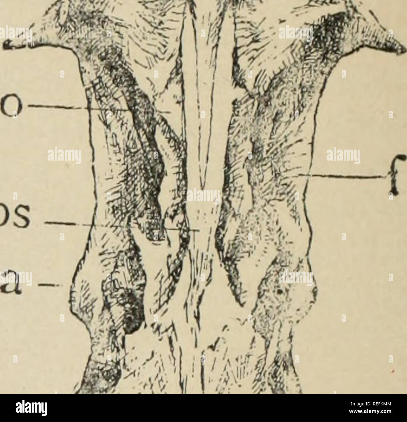 Anterior Nasal Spine High Resolution Stock Photography and Images - Alamy