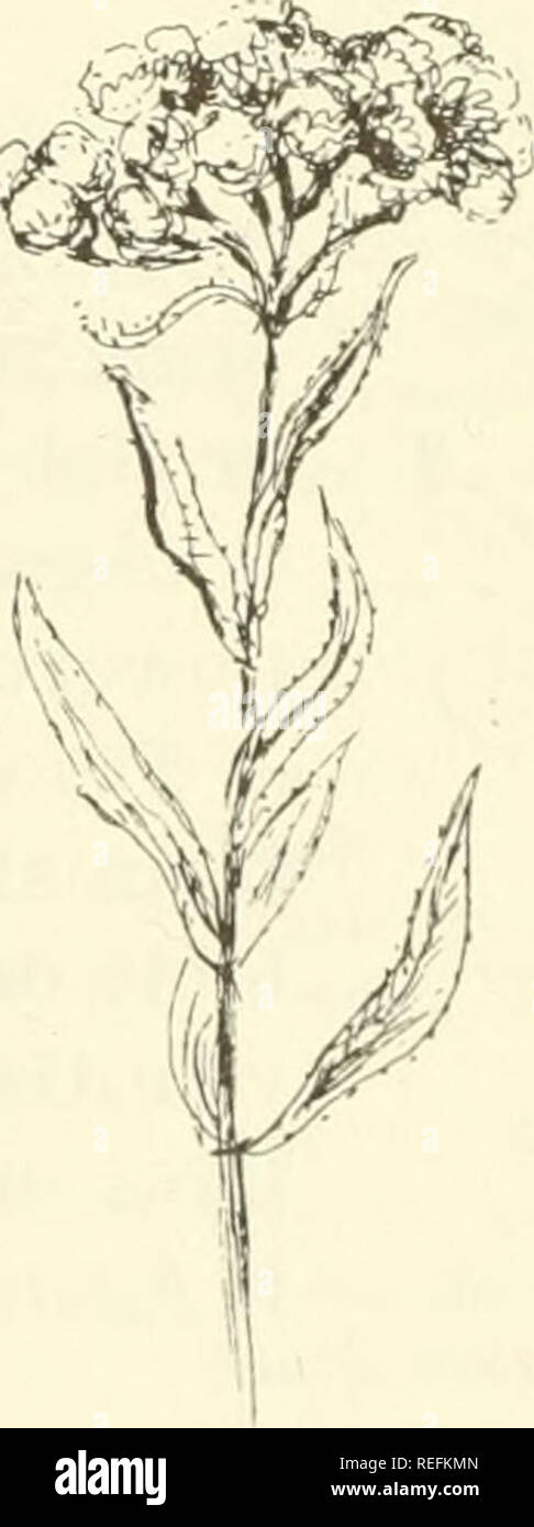 . Common edible and useful plants of the West. Plants, Edible -- West ...