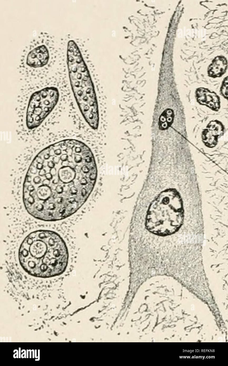 . Common diseases of farm animals. Veterinary medicine. 300 INFECTIOUS ...