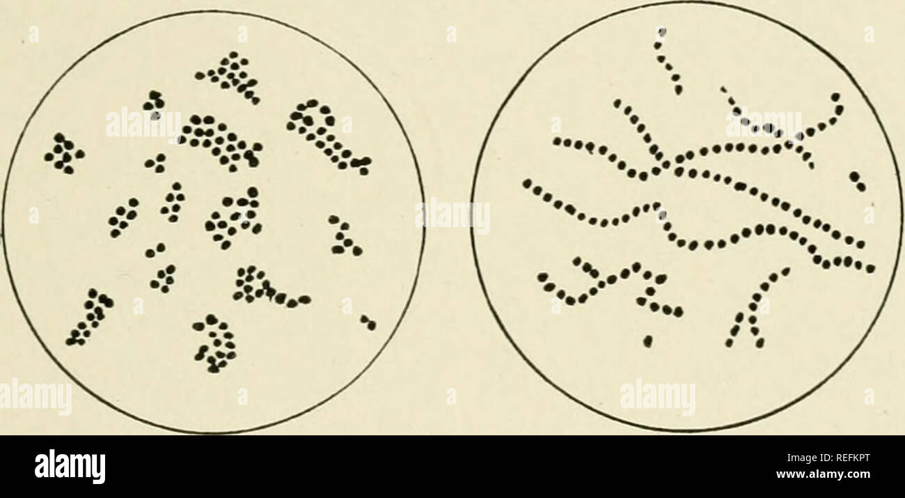 . Common diseases of farm animals. Veterinary medicine. CHAPTER XXVIII ...