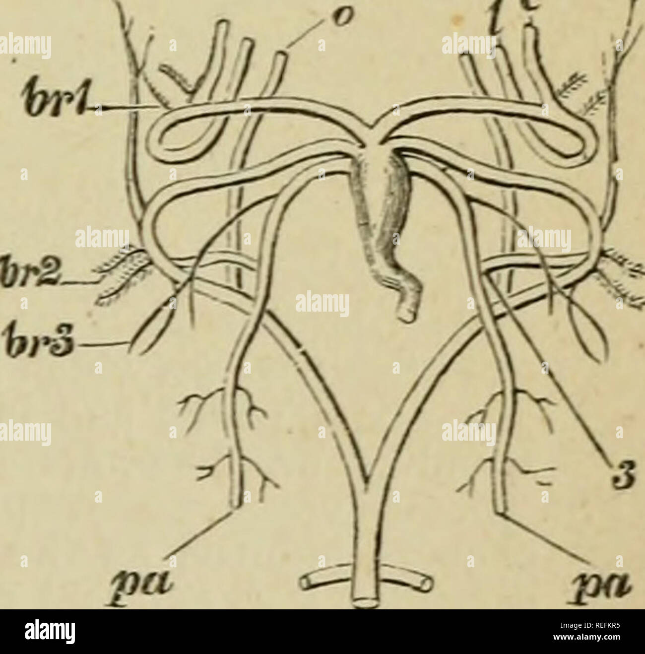 Frog arteries hi-res stock photography and images - Alamy