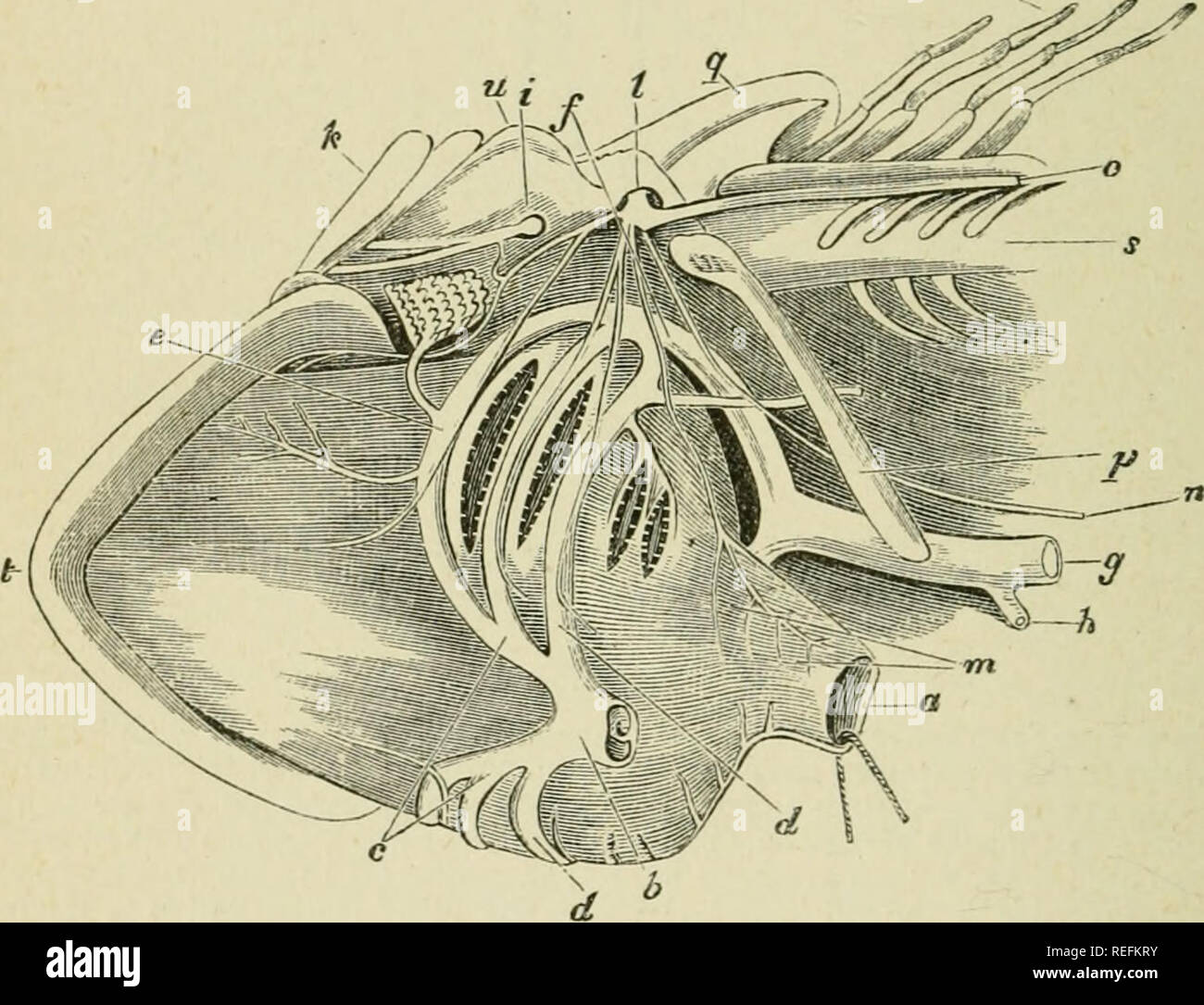 . The common frog. Frogs. 138 THE COMMON FROG. [chap. The gill veins ...