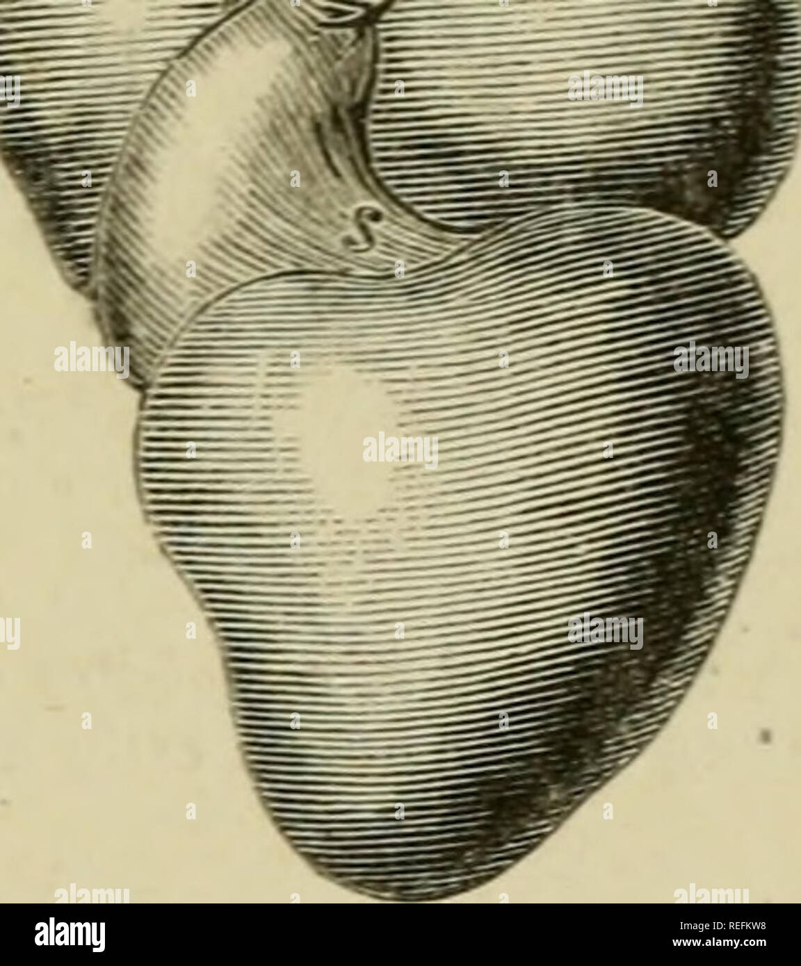 . The common frog. Frogs. Fig. 77.—The Frog's Heart. The ventricle is ...