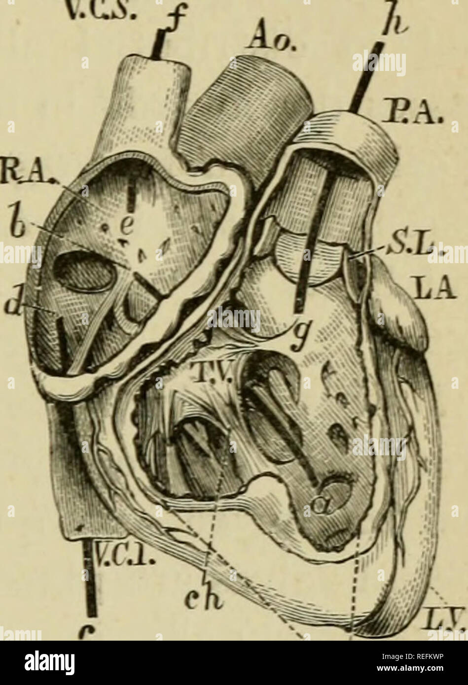 . The common frog. Frogs. 11. TIX Fig. 76.—I. The left side ; and II ...