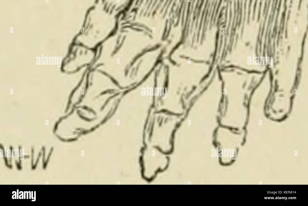 M frogs leg hi-res stock photography and images - Alamy