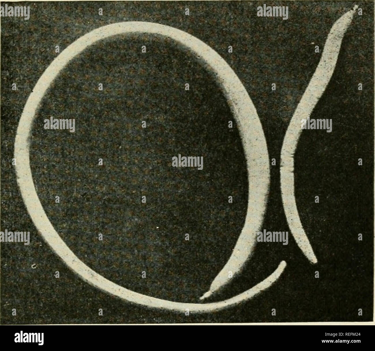 . Common diseases of farm animals. Veterinary medicine. ANIMAL ...