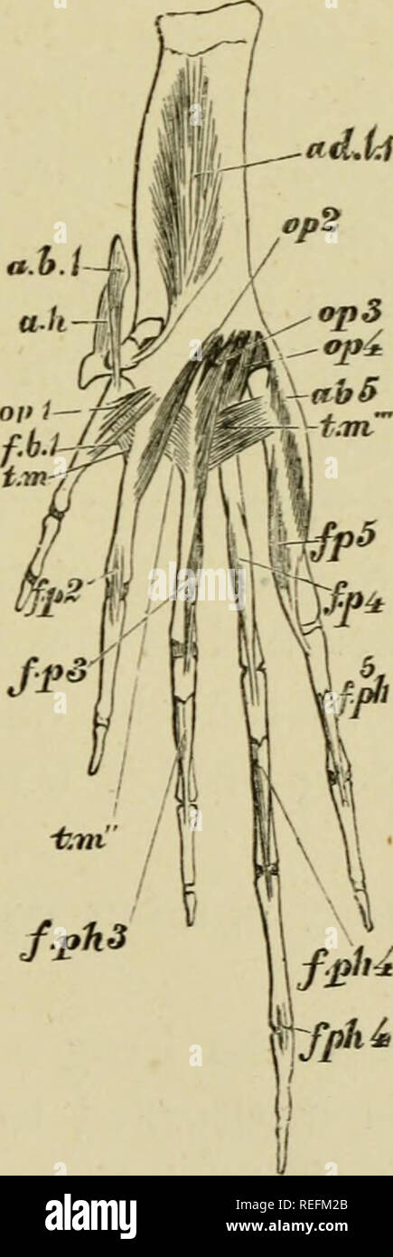 . The common frog. Frogs. VI I.J THE COMMON FROG. 107 addition to very ...