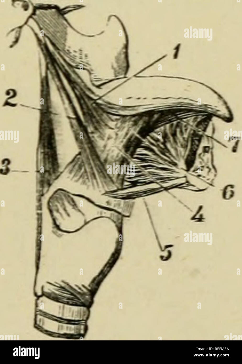. The common frog. Frogs. Fig. 64.—Diagram of Caudal Muscles of Right ...