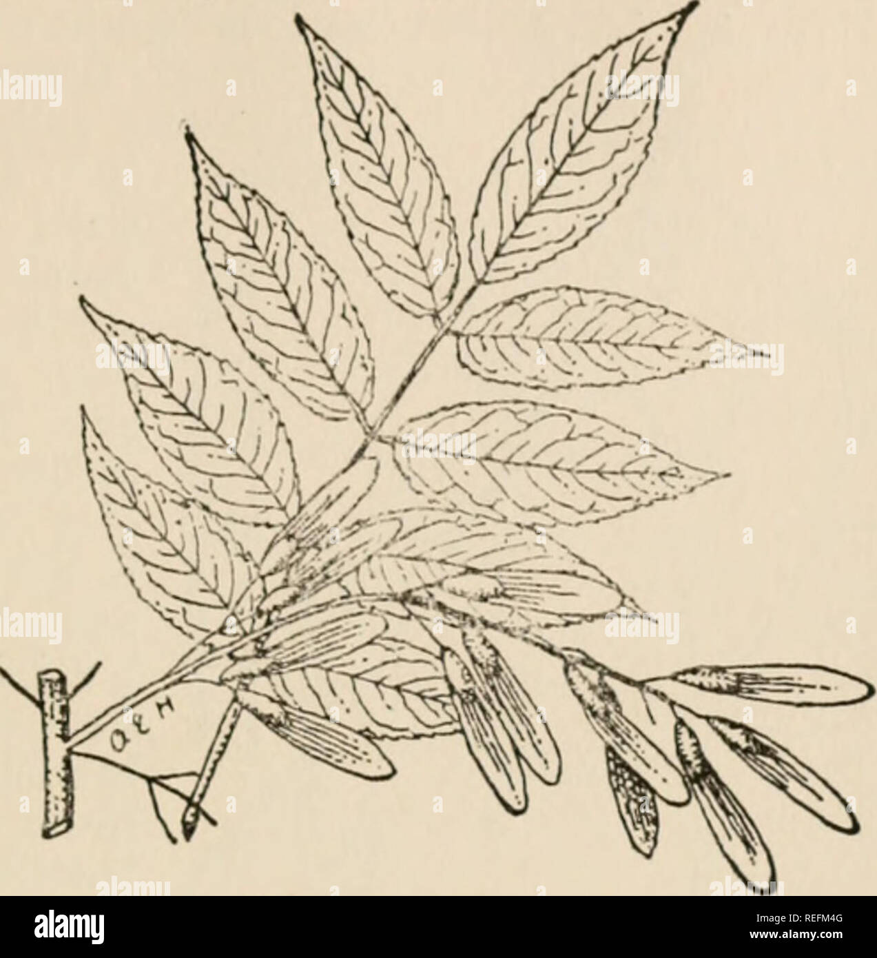 . Common forest trees of Georgia: how to know them. A pocket manual ...