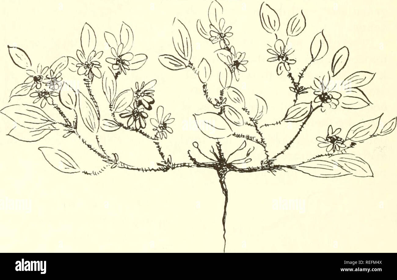 . Common edible and useful plants of the West. Plants, Edible -- West ...