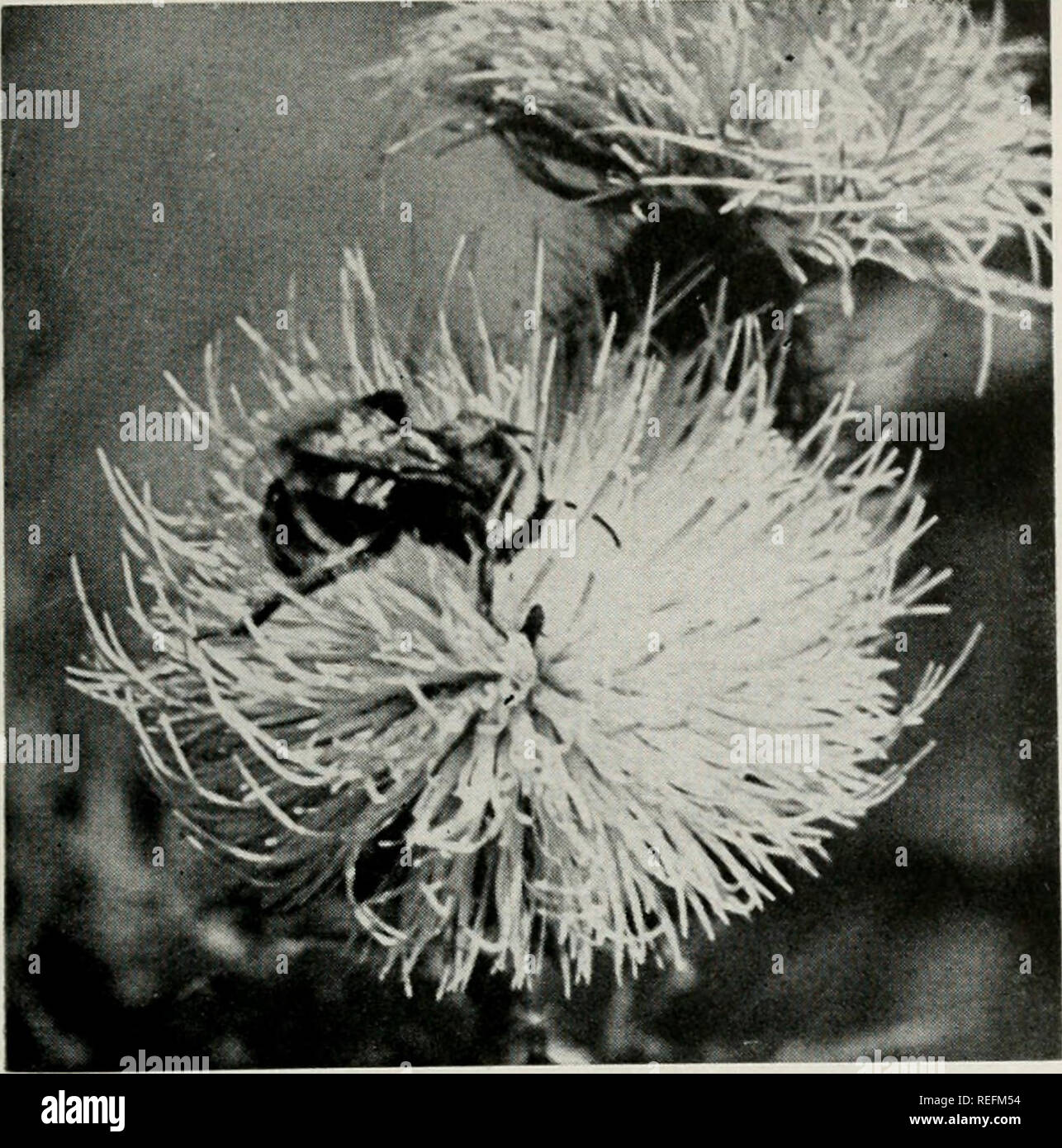 . Common Illinois insects : and why they are interesting. Insects ...