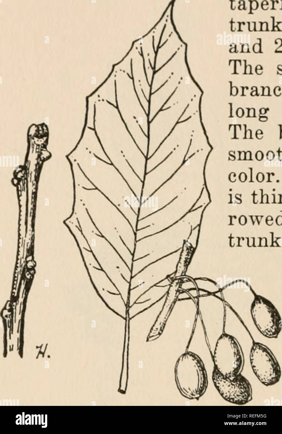 . Common forest trees of Georgia: how to know them. A pocket manual ...