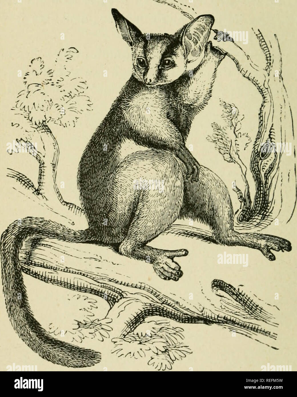 Man with galago hi-res stock photography and images - Alamy