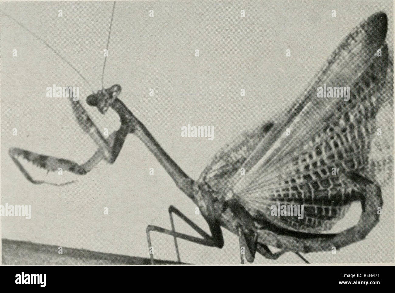 . Common Illinois insects : and why they are interesting. Insects ...