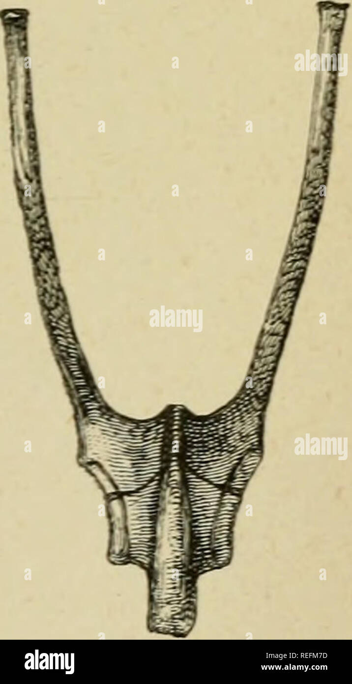 . The common frog. Frogs. VI.J THE COMMON FROG. 87 which is adjoined to ...