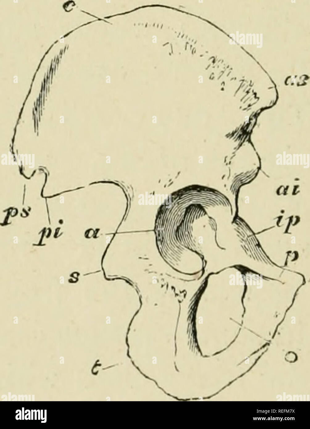 Thumbless monkeys hi-res stock photography and images - Alamy