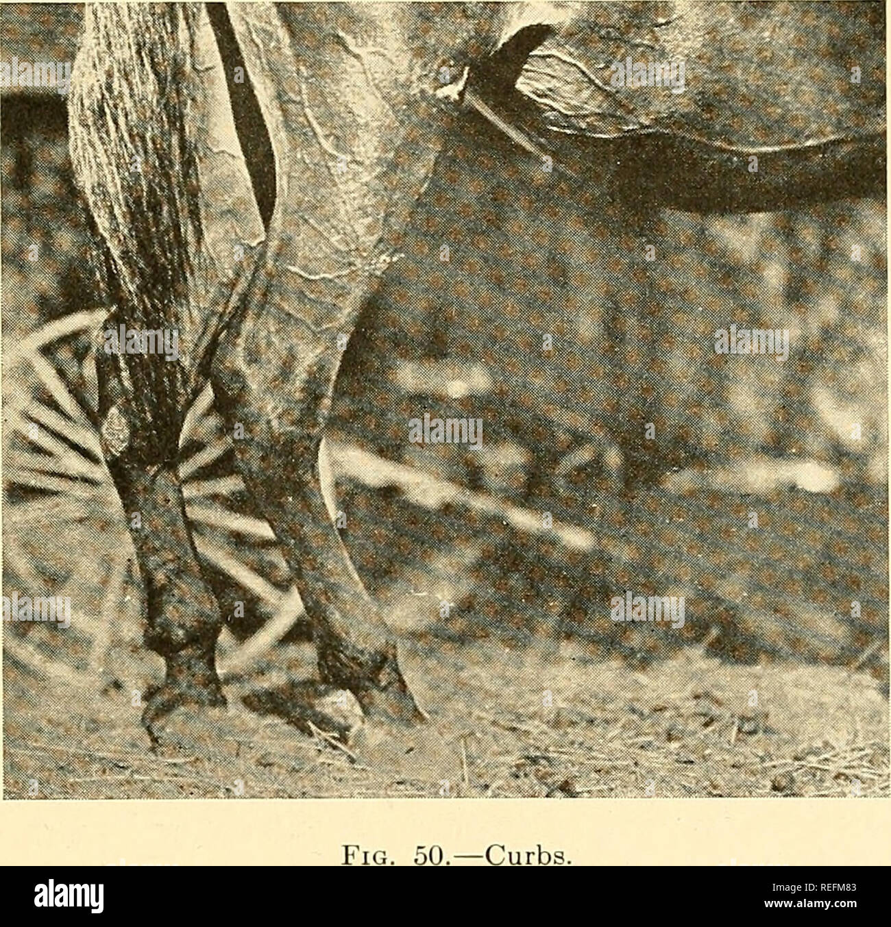 . Common diseases of farm animals. Veterinary medicine. DISEASES OF THE ...