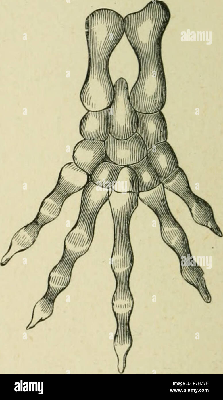 Skeleton frogs hi-res stock photography and images - Alamy