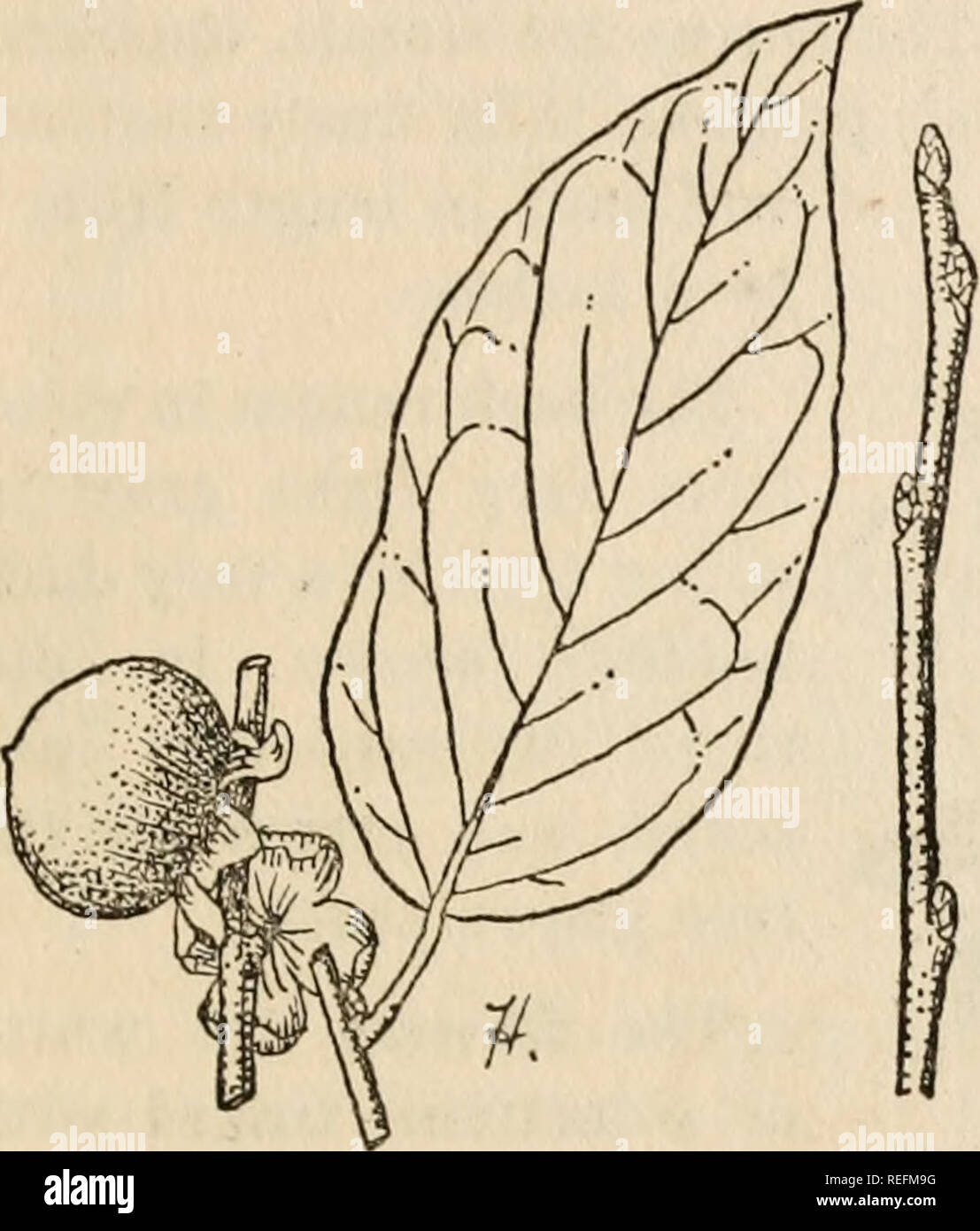 . Common forest trees of North Carolina : how to know them; a pocket ...