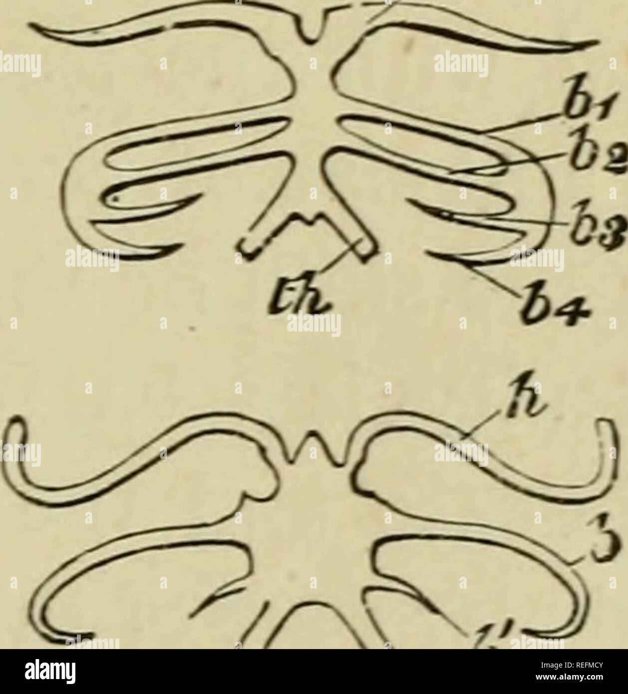 Hyoidean arch hi-res stock photography and images - Alamy