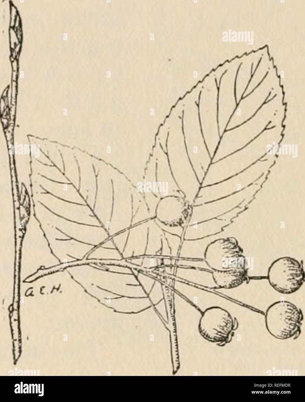 Sarvis berry hi-res stock photography and images - Alamy