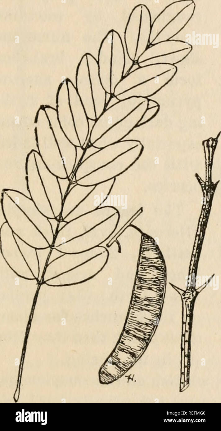 . Common forest trees of North Carolina : how to know them; a pocket ...