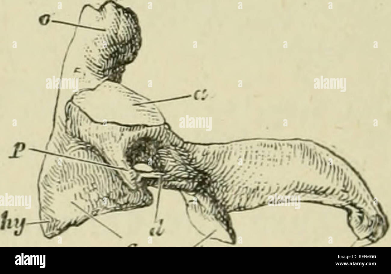 . The common frog. Frogs. 68 THE COMMON FROG. [chap. ring (except at ...