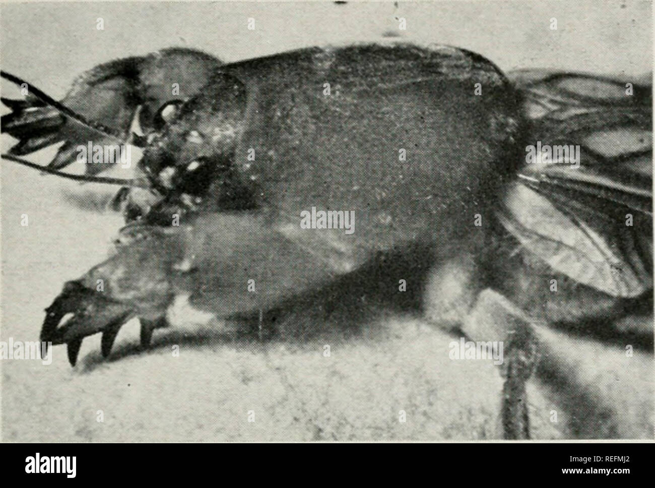 Purplish brown looper hi-res stock photography and images - Alamy