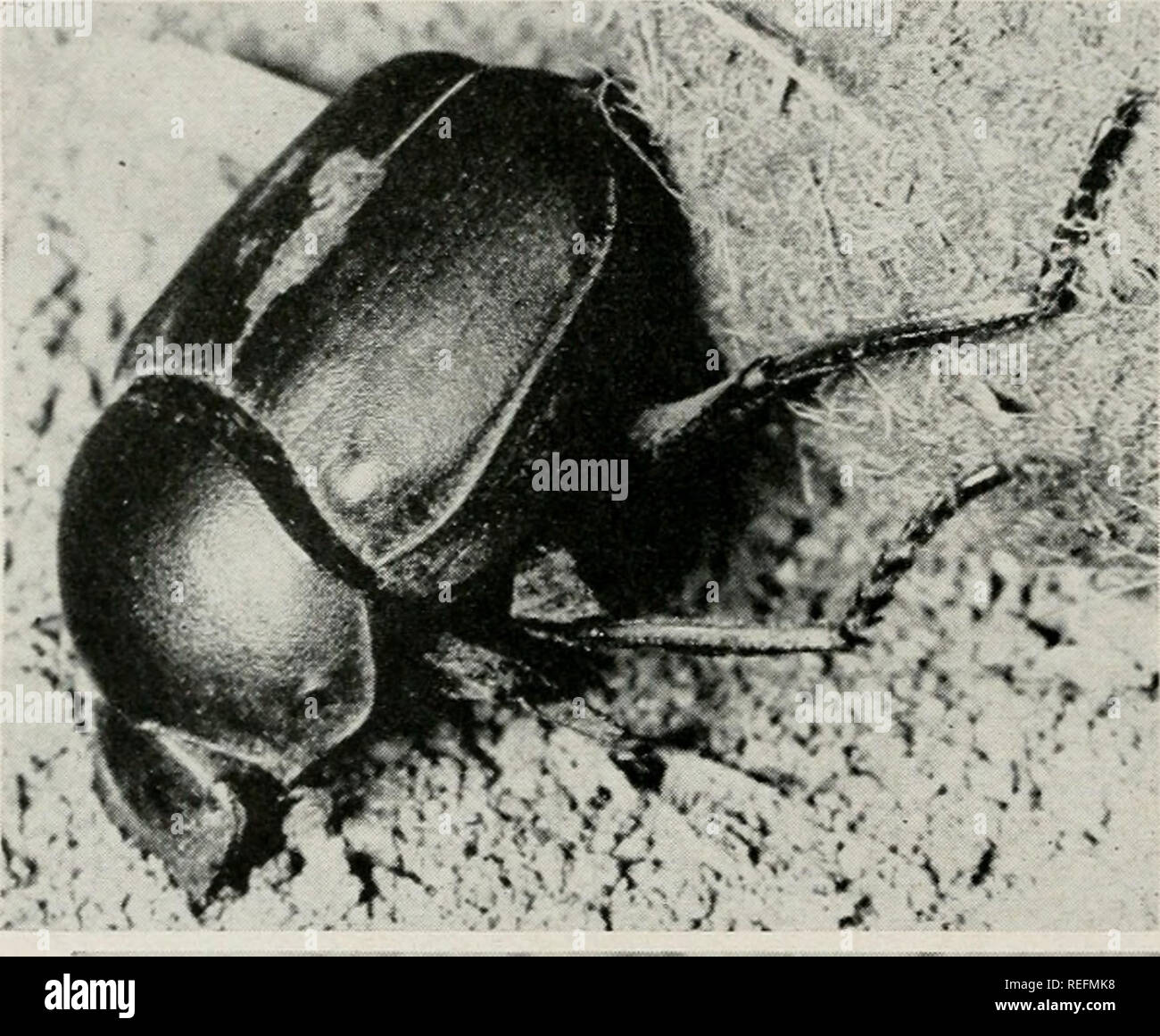 . Common Illinois insects : and why they are interesting. Insects ...