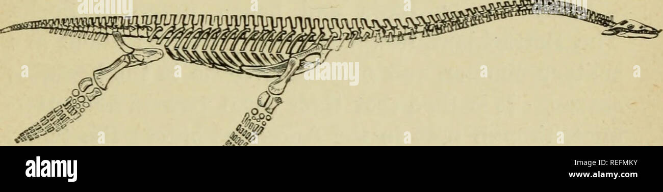 . The common frog. Frogs. Fi::. 24. —Skeleton of the Ichthyosaurus ...