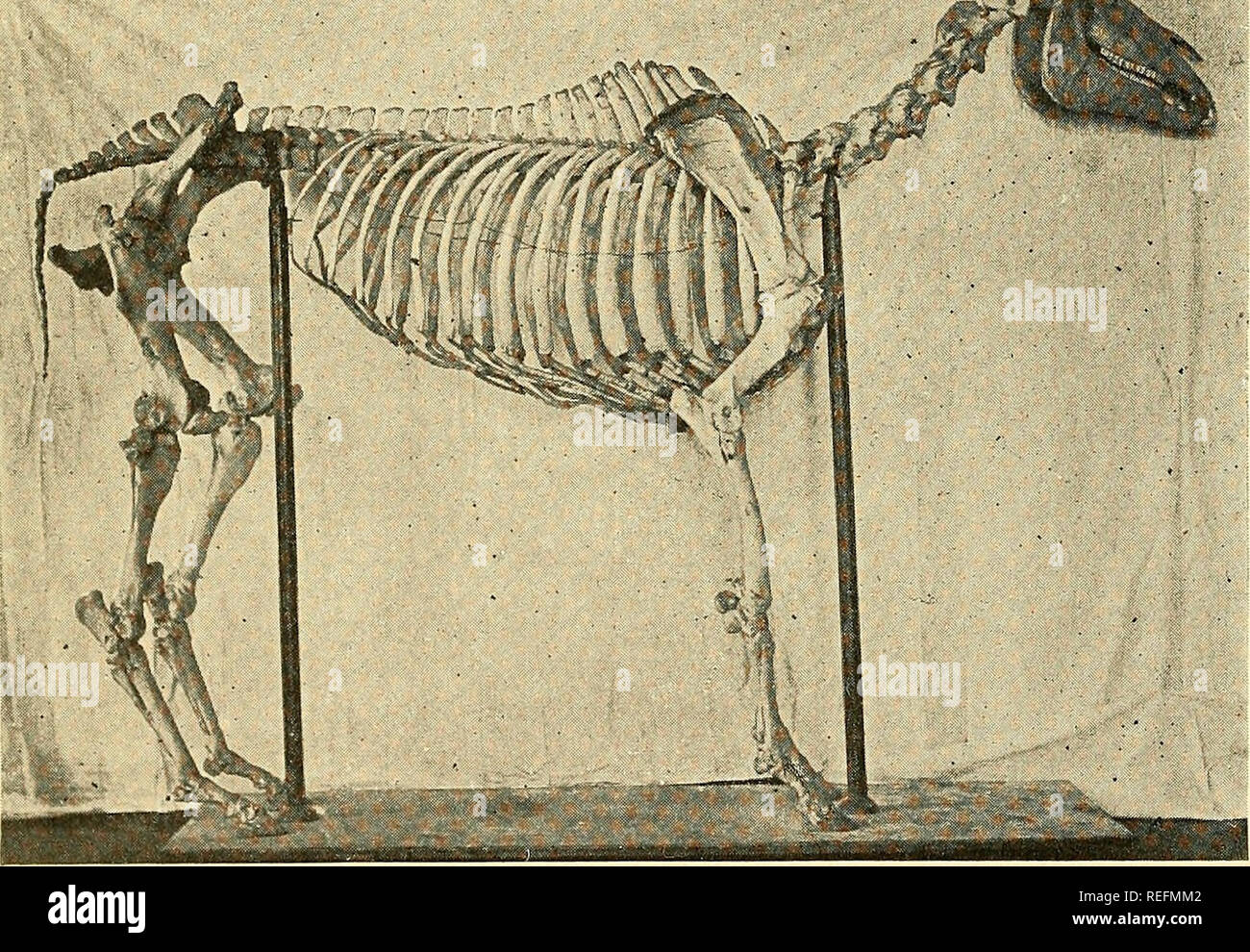 . Common diseases of farm animals. Veterinary medicine. CHAPTER XIII ...
