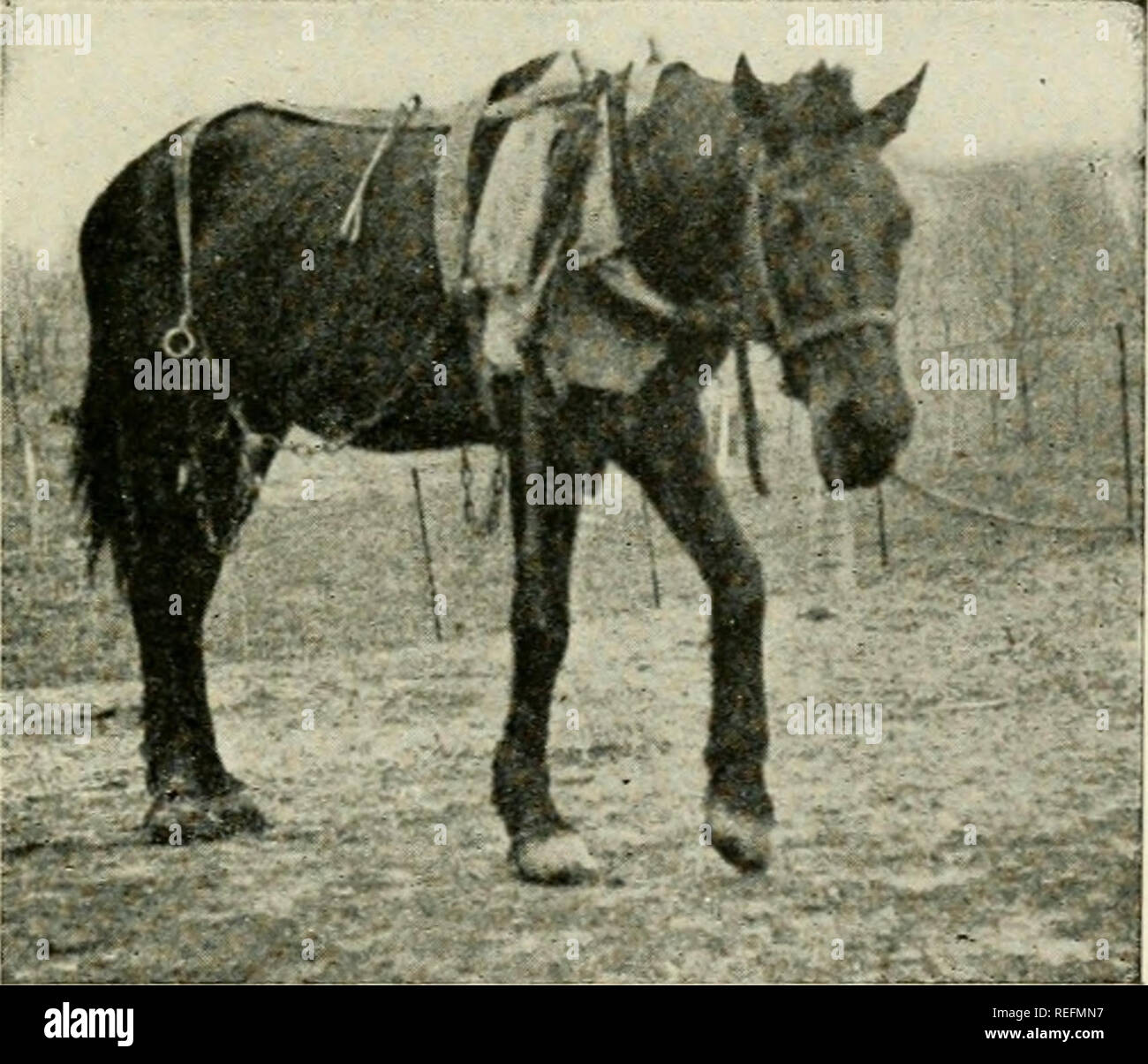 . Common diseases of farm animals. Veterinary medicine. CHAPTER XVI ...