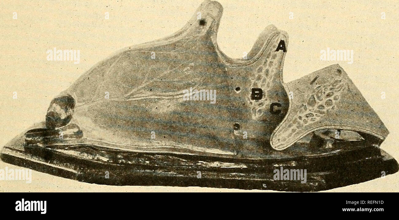 . Common diseases of farm animals. Veterinary medicine. DISEASES OF THE ...