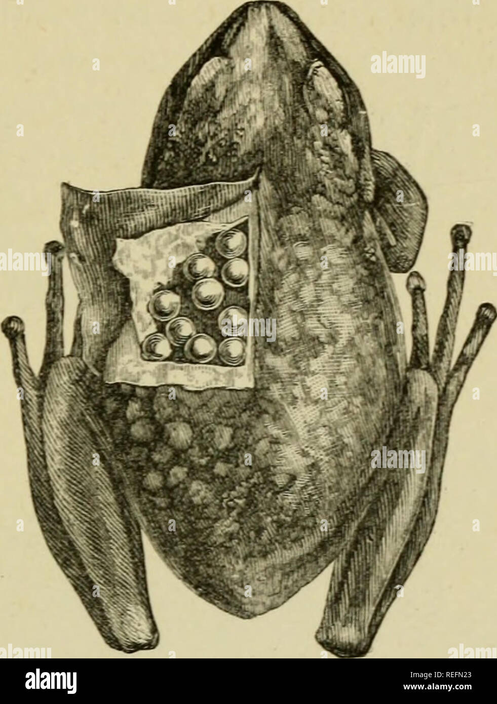 . The common frog. Frogs. III.] THE COMMON FROG. 29 genera Kaloida of ...