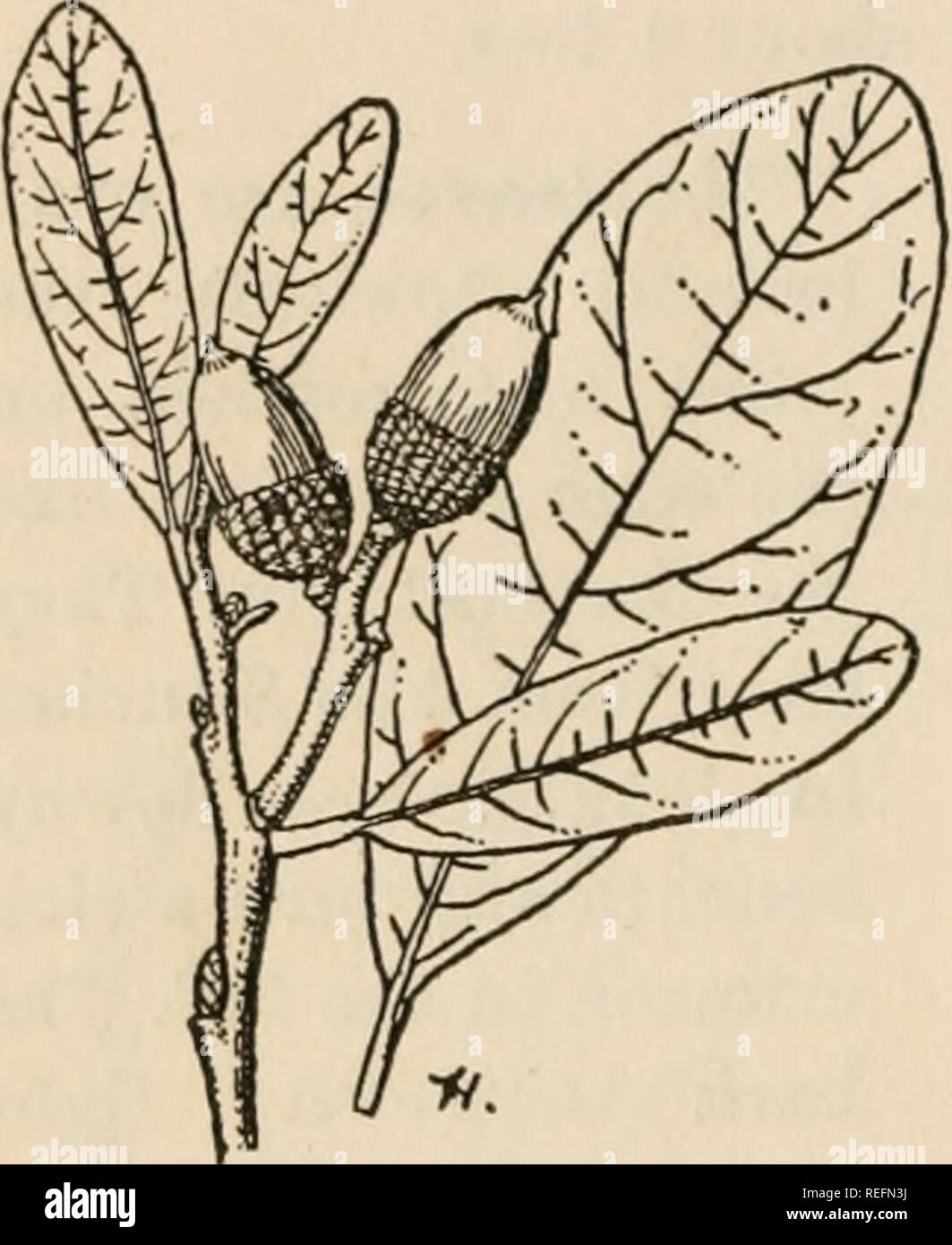 Quercus Virginiana Drawing
