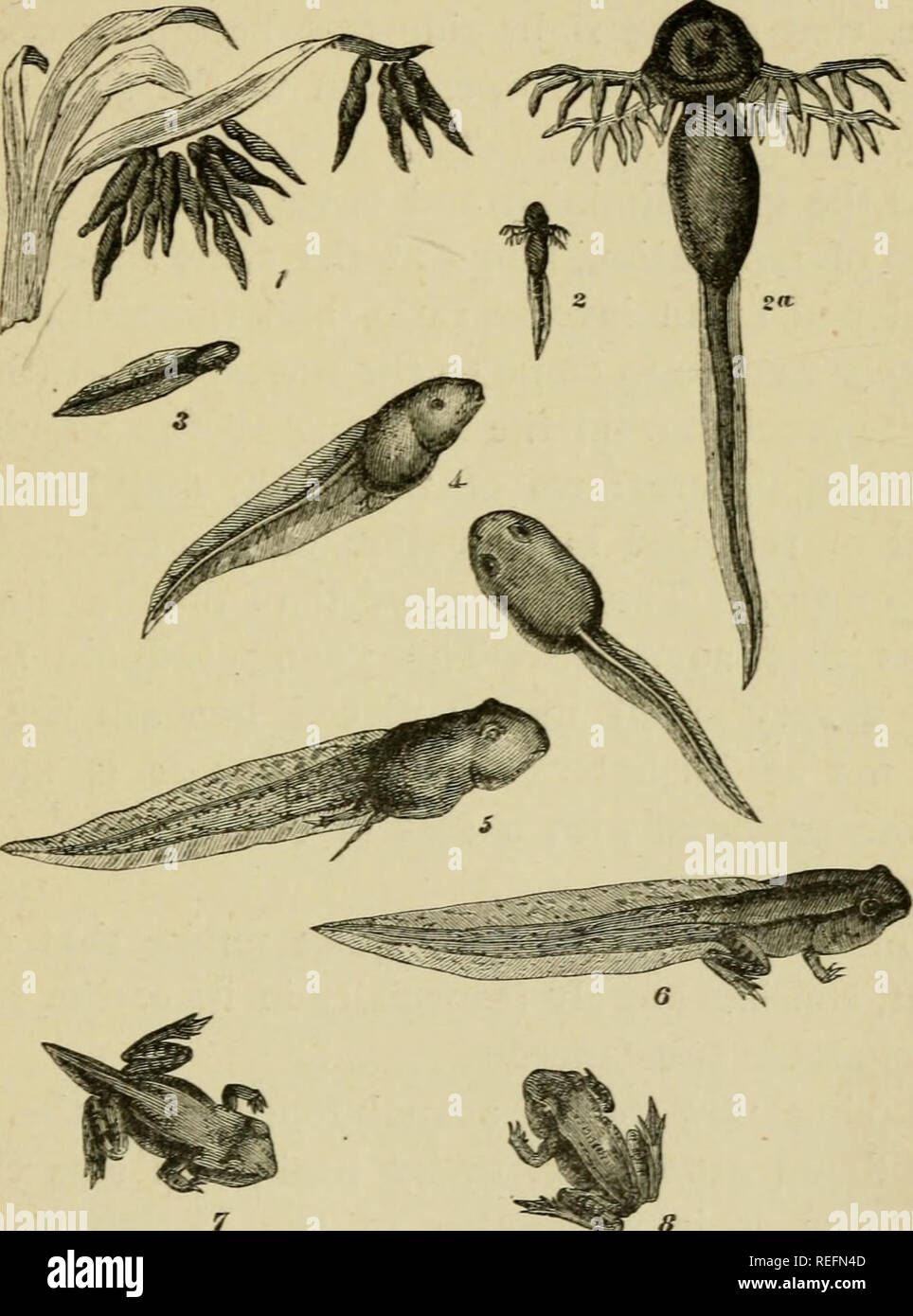 Visible limbs extending hi-res stock photography and images - Alamy