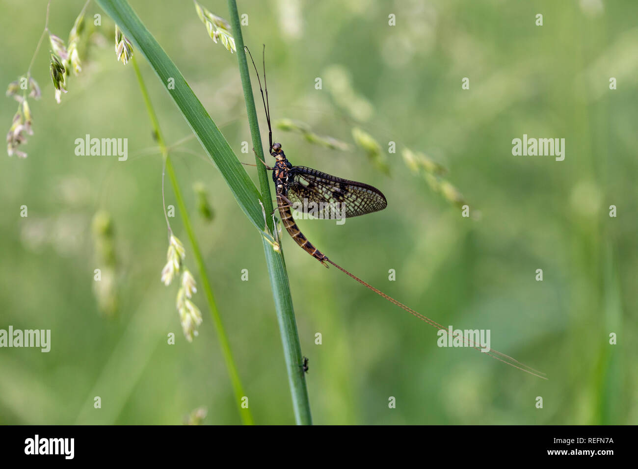 Mayfly; Cambridgeshire; UK Stock Photo - Alamy