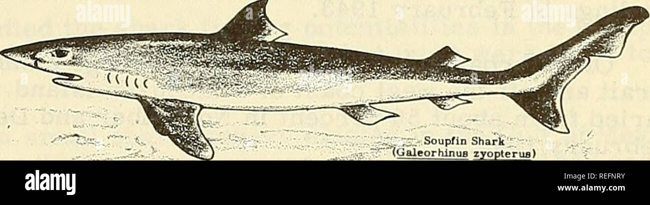 Galeorhinus galeus hi-res stock photography and images - Alamy