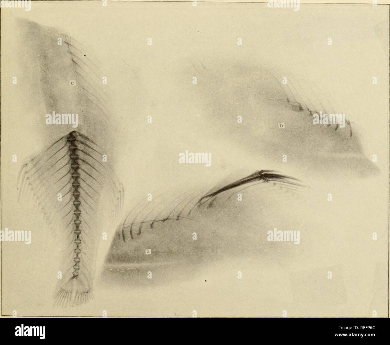 . Commercial fisheries review. Fisheries; Fish trade. DISCUSSION OF ...